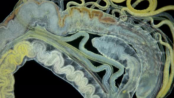 Worm Polychaeta Under a Microscope, Stock Footage | VideoHive