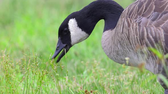 canada goose eating close up 4k, Stock Footage | VideoHive