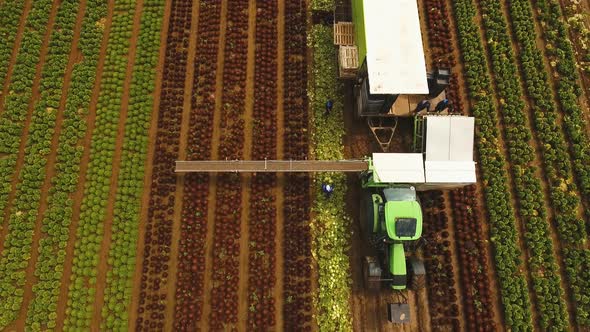 Cabbage Harvesting By Tractor, Stock Footage | VideoHive