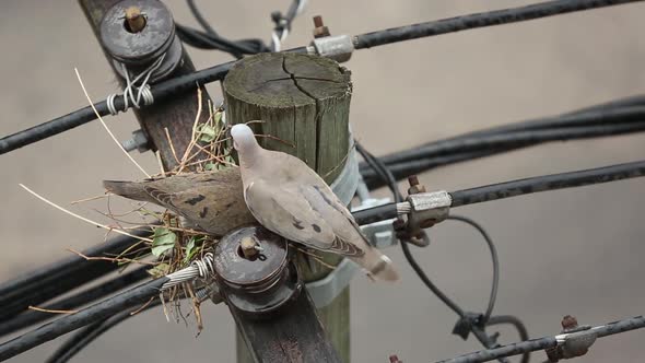 Pigeons Nesting in the City, Stock Footage | VideoHive