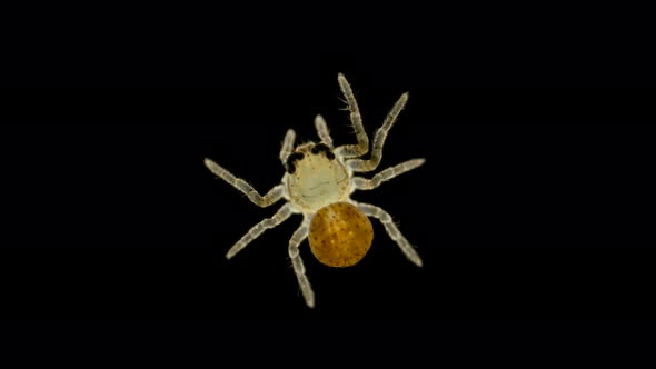 Spider Under a Microscope, Arachnida Class, Arthropoda Squad, Stock Footage