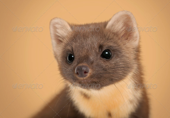 European Pine Marten, Martes martes against brown background Stock ...