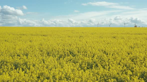 Rapeseed is Grown for the Production of Animal Feed Edible Vegetable ...