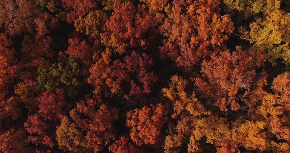 Autumn Woods Aerial Shot Red Orange Forest Trees, Stock Footage | VideoHive