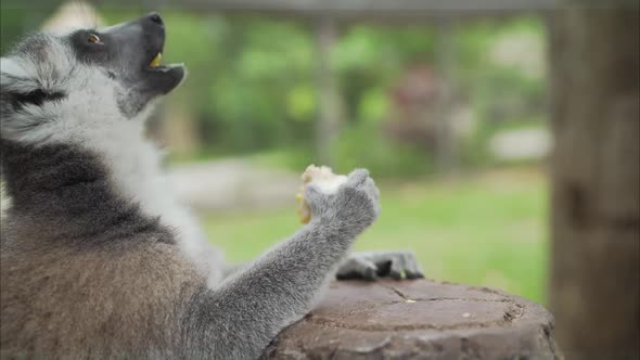 Lemurs Eat at the Zoo. Lemur Eats. Lemurs Take Food. Funny Lemurs Eat ...