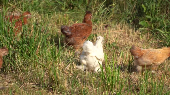 Baby Chicks Running on the Farm, Stock Footage | VideoHive
