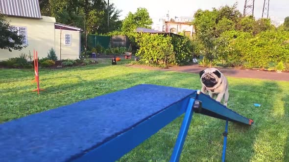 Cute Pug Training Agility Outdoors, Stock Footage | VideoHive