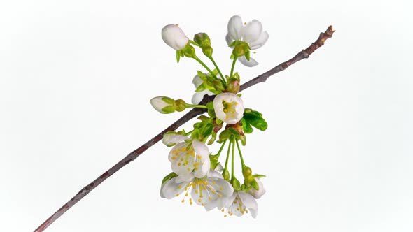 Blossoming Apple-tree Time Lapse on White Background, Stock Footage