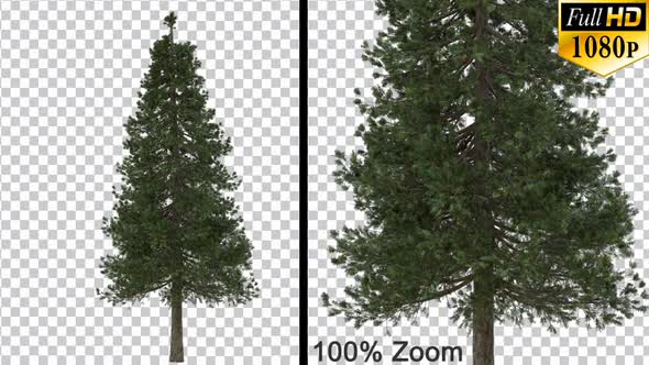 Pine Tree - Alpha Channel, Motion Graphics | VideoHive