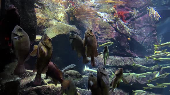 Jellyfish - Group of fish in a vertical position with tilt up-down ...