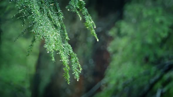 Branches Dripping In Forest Rainfall, Stock Footage | VideoHive