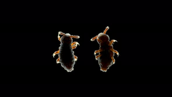 Podura aquatica insect under a microscope, Poduridae family, Stock Footage