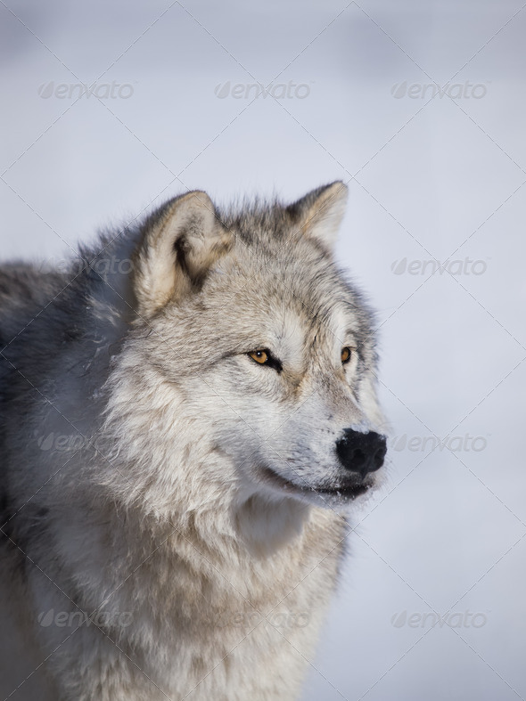 Wolf alpha male profile closeup Stock Photo by Littlemiss1 | PhotoDune