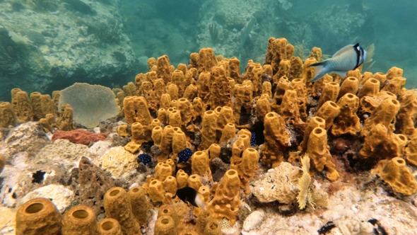 Fish Swim in a Reef of Tube Sponge, Stock Footage | VideoHive