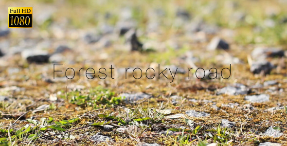 Forest Rocky Road 2, Stock Footage | VideoHive