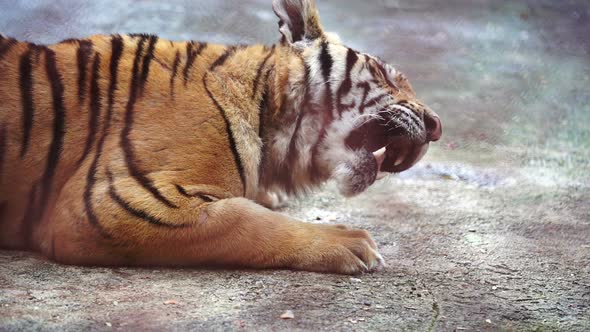 bengal tiger eating meat, Stock Footage | VideoHive