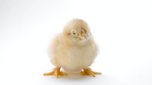 Tiny Sleepy Newborn Poultry Chicken Chick on Light White Studio ...