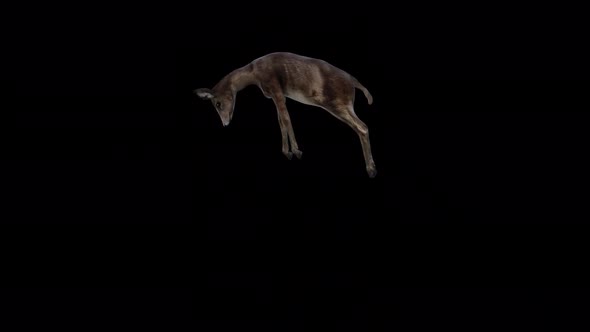Black Deer Doe Jump View From Side, Motion Graphics | VideoHive