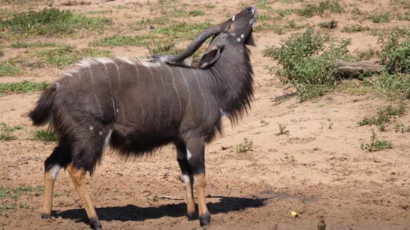 Male Lesser kudu with itchy fur, Stock Footage | VideoHive