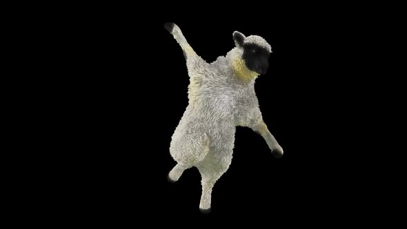 31 Sheep Dancing HD, Motion Graphics | VideoHive