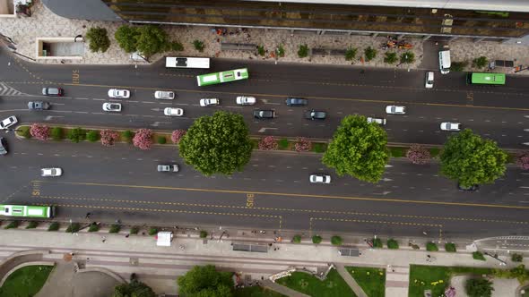 Summer Flowers And Trees On The Road Divider, Stock Footage | VideoHive