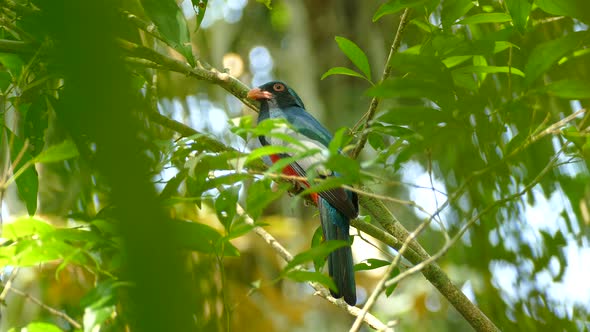 Colorful Slaty-tailed Trogon flying away through tree branches, in a ...