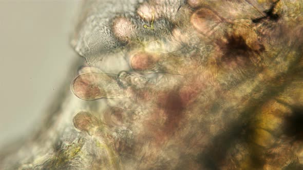 Gills Little Fish Under the Microscope, Stock Footage | VideoHive