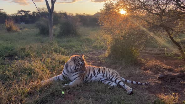 Beautiful Wild Tiger Grooming At Sunset In National Park In India ...