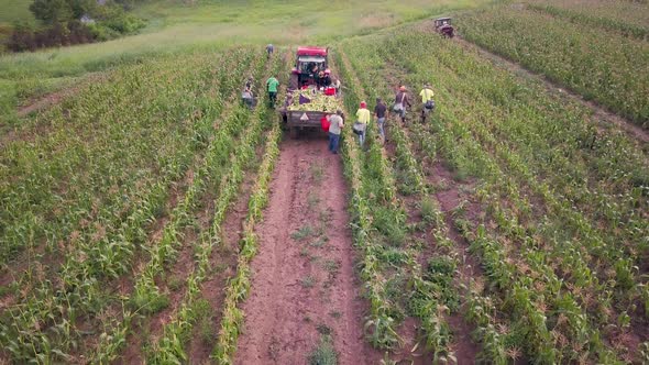Aerial view of workers in field picking fresh corn with tractor pulling ...