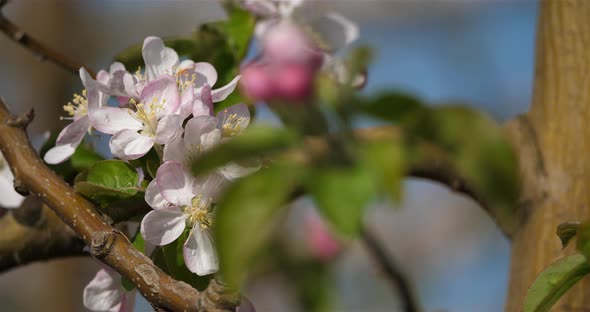 apple trees blooming during the spring season, Stock Footage | VideoHive