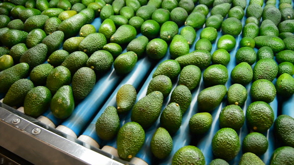 Avocado Hass Linepack, Stock Footage | VideoHive