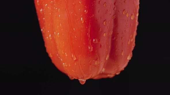 Bottom of Red Bell Pepper with Dripping Water Drops on Black Studio ...