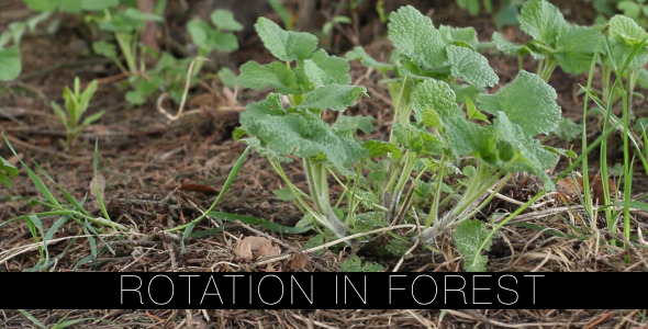 Rotation In Forest, Stock Footage | VideoHive