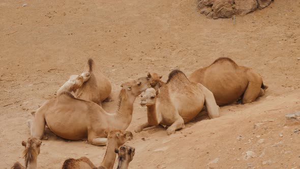 Camel Chilling in Savanna Park, Stock Footage | VideoHive