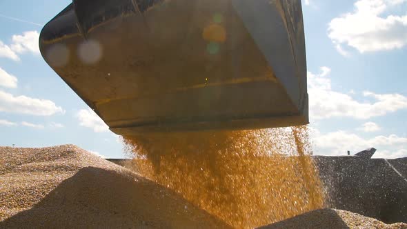 Tracktor Pouring Harvested Corn Grain in a Pile, Stock Footage | VideoHive