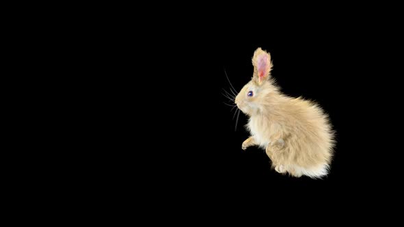 62 Rabbit Flip Kick HD, Motion Graphics | VideoHive