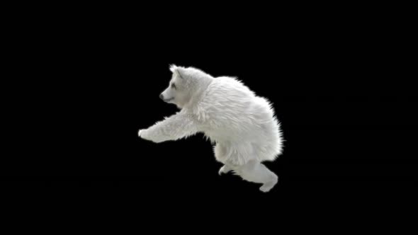 179 Bear Standing Sprint Forward HD, Motion Graphics | VideoHive