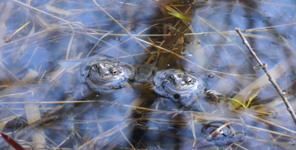 Blue Toad, Stock Footage | VideoHive