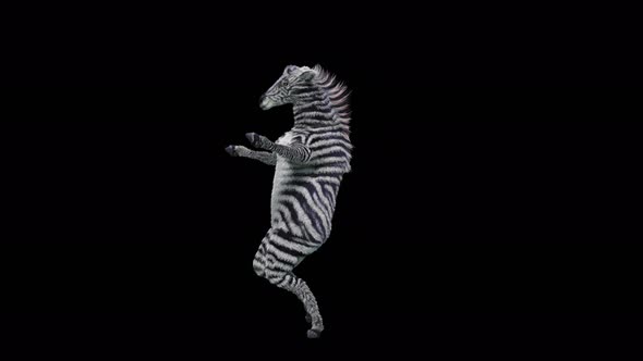 57 Zebra Dancing 4K, Motion Graphics | VideoHive