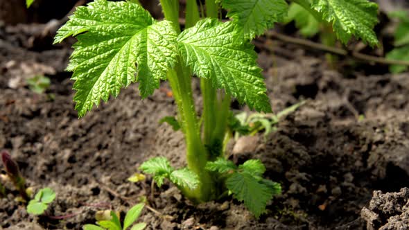 Small Green Raspberry Sprouts Grow on Black Ground, Stock Footage ...