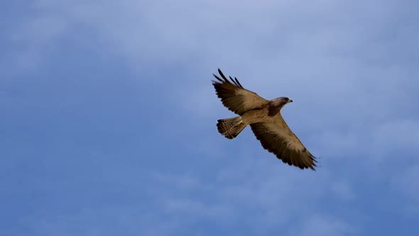 Swainson's Hawk flying through the sky gliding in slow motion, Stock ...