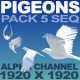 Pigeons Animation, Motion Graphics | VideoHive