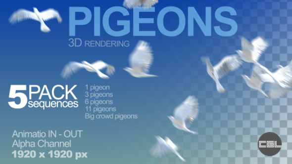 Pigeons Animation, Motion Graphics | VideoHive