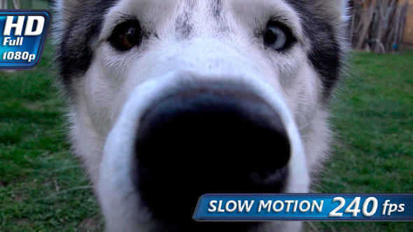 Curious Siberian Husky, Stock Footage | VideoHive