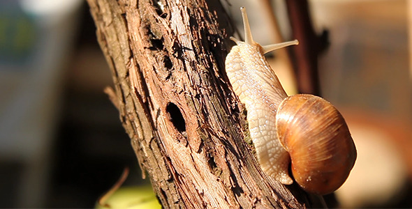 Snail on a Tree 1, Stock Footage | VideoHive