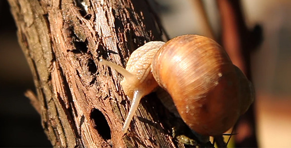 Snail on a Tree 2, Stock Footage | VideoHive