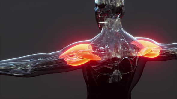 Human Muscular System Anatomical Infographic, Motion Graphics | VideoHive