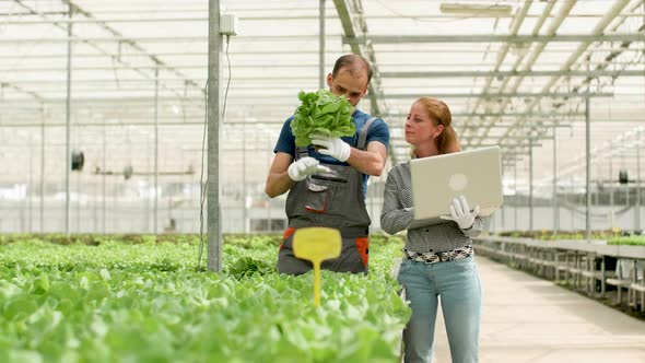 Agronomy Engineer Using Laptop To Type Data in a Greenhouse, Stock Footage