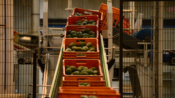 Boxes Avocados in Linepack, Stock Footage | VideoHive