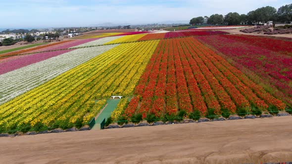 Aerial View of Flower Fields., Stock Footage | VideoHive